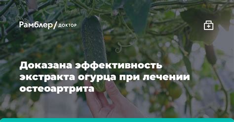 Медики доказали эффективность экстракта огурца при лечении остеоартрита ...