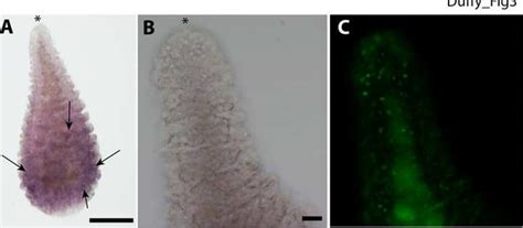 Figure 3 From A Heat Shock Protein And Wnt Signaling Crosstalk During