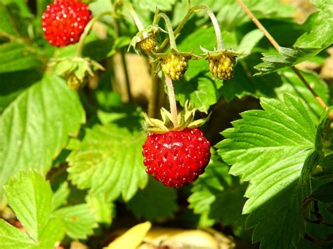 Monatserdbeeren Und Immertragende Erdbeeren Viele Monate Lang Leckere