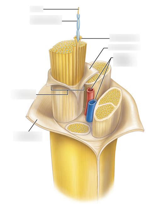 Nerve Diagram Quizlet