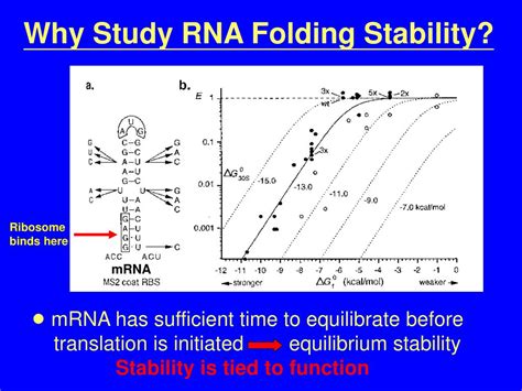 Ppt Introduction To The Rna Folding Problems Powerpoint Presentation