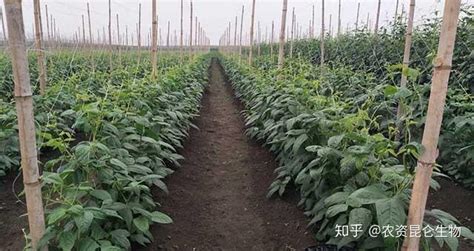 豆角用什么底肥好？豆角专用肥料，豆角水溶肥用矿源黄腐酸钾黑金晶 知乎