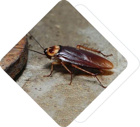 Cockroaches No More Roaches Roach Removal