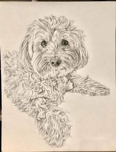Cavapoo Drawing