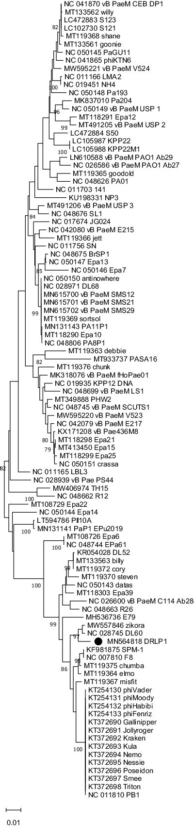 Neighbor Joining Phylogenetic Tree Based On The Large Terminase Gene