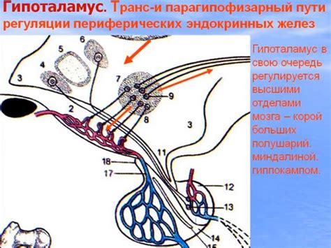 Эндокринная система 1 Центральные органы презентация онлайн