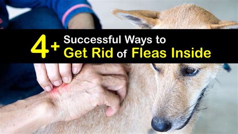 Get Rid Of Fleas Indoors Ways To Control Fleas In The House