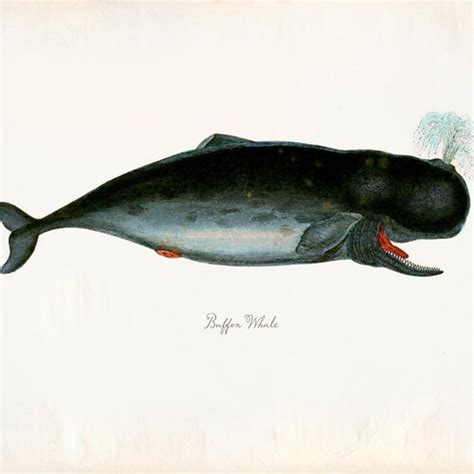 Vintage Blue Whale Print 8x10 P86 Etsy