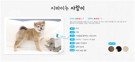 시바이누 사랑이 부산강아지분양시바이누분양시바이누