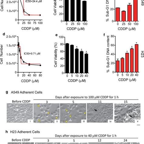 Effect Of Mf On The Growth Of Nsclc Cells A549 Cells A Or H23 Cells