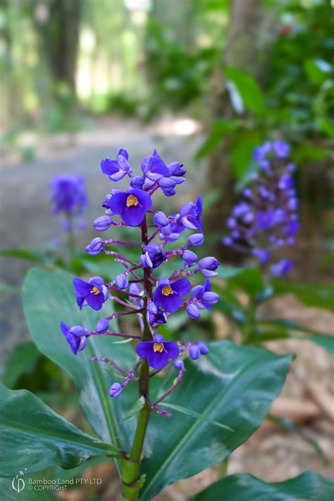 Dichorisandra Thyrsiflora Blue Ginger Bamboo Land Nursery Qld Australia