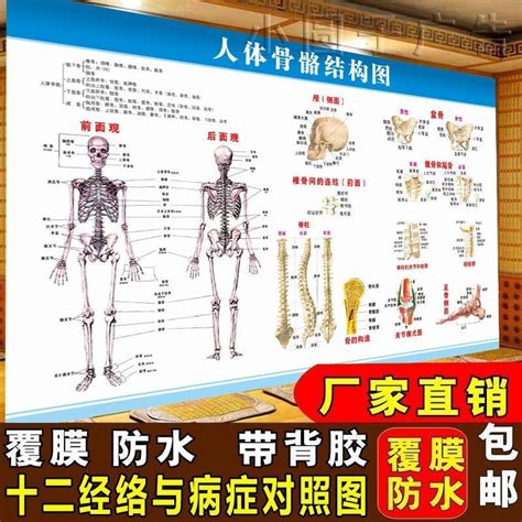 614 人體穴位圖熱賣 中醫館人體骨骼結構全身圖人體椎骨脊柱關節分解圖高清大掛圖海報 蝦皮購物
