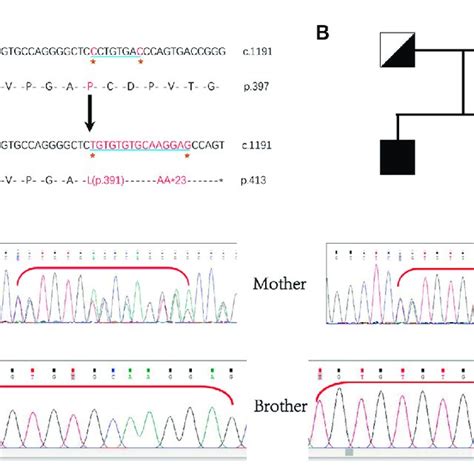 A Exome Sequencing Identified A Homozygous Mutation Lamb3