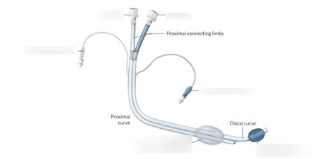 Principles Ii Thoracic Surgery Dlt Olv Diagram Quizlet