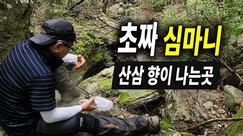 초짜 약초산행가가 맡은 산삼의 향기와 꽃송이 Youtube