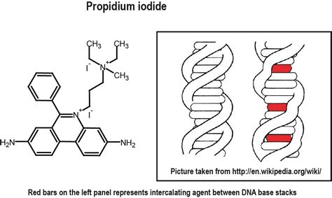 Propidium Iodide Meddic