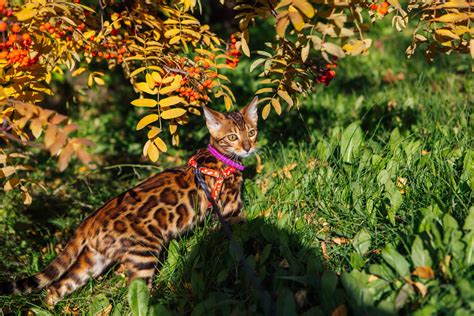 Cats That Look Like Tigers 7 Breeds Revealed