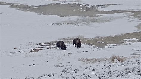 First Attempt At Wildlife Photography Rwildlifephotography