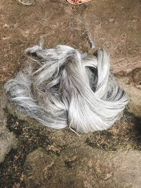 Fique Tinturado Antes De Ser Escarmenado Vivo Boreal