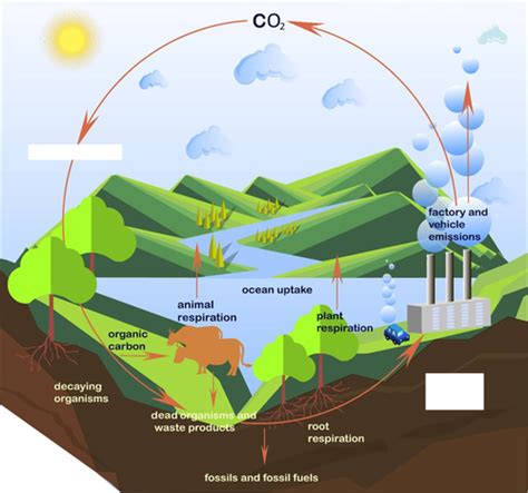 Ecological Principles And Habitat Conservation Review Flashcards Quizlet