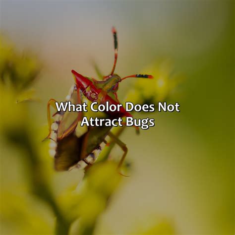 What Color Does Not Attract Bugs