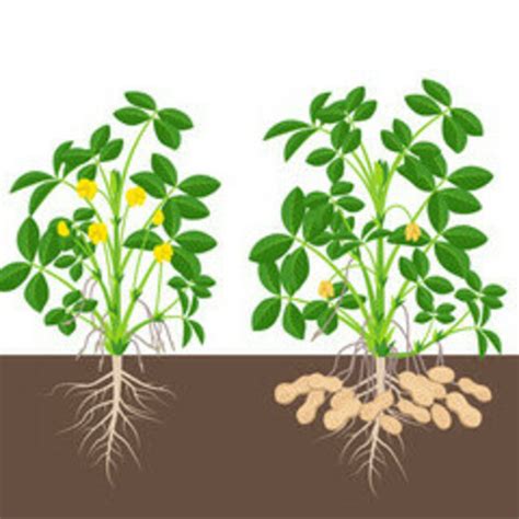 Plant Rescue Nz L Peanut Plants Arachis Hypogaea