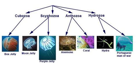 Cnidarians Flashcards Quizlet