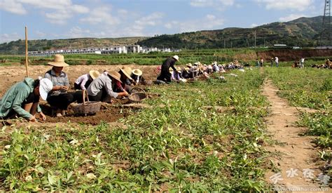 脱贫攻坚清水突出特色种植 培育富民产业 图 天水在线