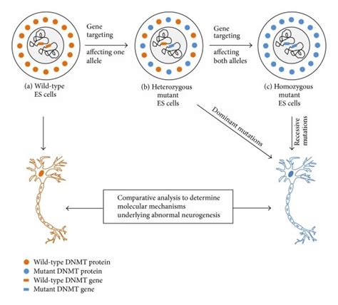 Schematic Representation Generation Of Embryonic Stem Cell Based Models