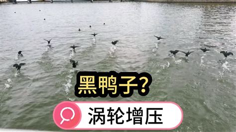 发现一群黑鸭子，这是涡轮增鸭吗？在水里居然能起飞太牛了野鸭 涡轮增鸭 涡轮增鸭的求生欲有多强 小头蒜 Youtube
