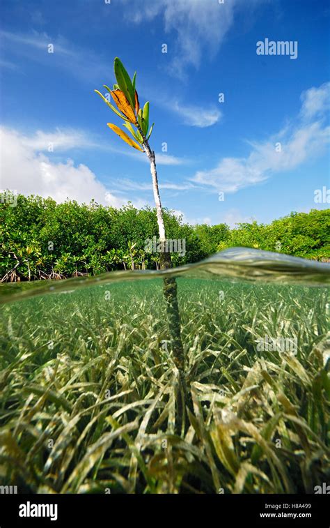 Mangrove Sprouting Amid Seagrass Bonaire Netherlands Antilles Stock
