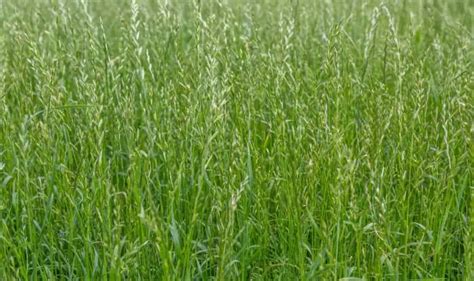 Texas Weeds 13 Most Common Types And How To Get Rid Of Them Gardeningvibe