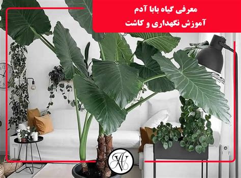 معرفی گیاه بابا آدم و روش‌های کاشت و نگهداری والا دیزاین