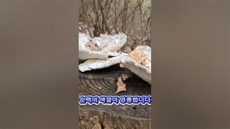 산속에서 백자술잔 발견 Youtube