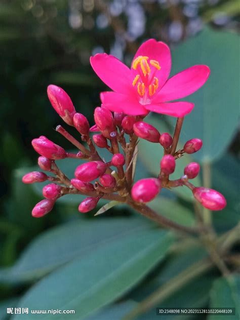花卉 琴叶珊瑚 动物 植物 实拍视频 多媒体图库 昵图网nipic