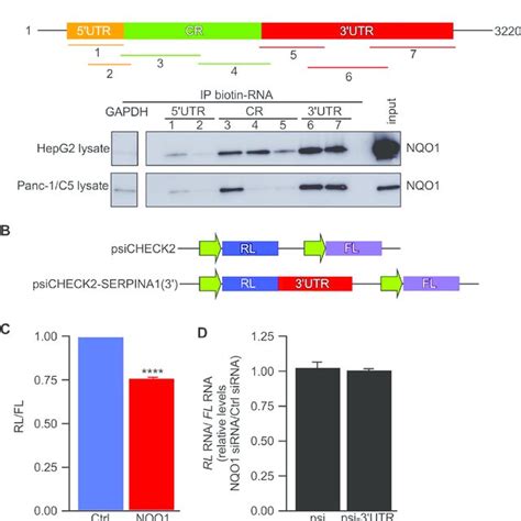 Nqo1 Promotes Serpina1 Mrna Translation A Small Interfering Rna