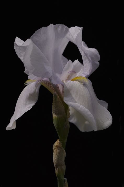 Iris Fleur Blanche Photo Gratuite Sur Pixabay Pixabay