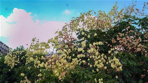 栾树挂满 小灯笼”，浪漫秋色簇拥武汉小东门凤凰网