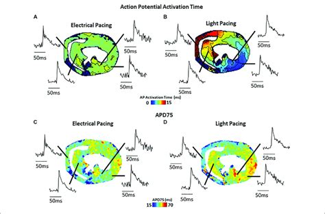 Comparison Of Electrical Field Stimulation And Light 470 Nm