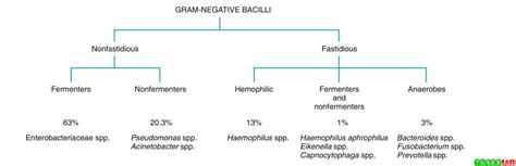 Gram Negative Bacilli Antibiotics Coverage