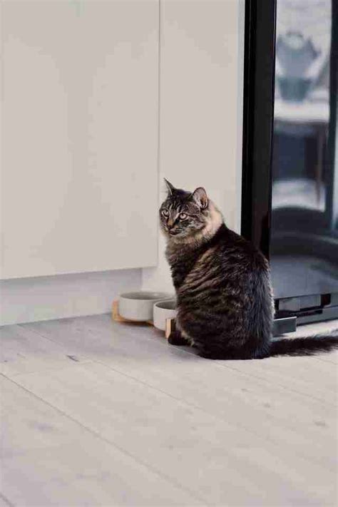 Cat Not Eating Potential Reasons Why And How To Help Pawt 4 Paws