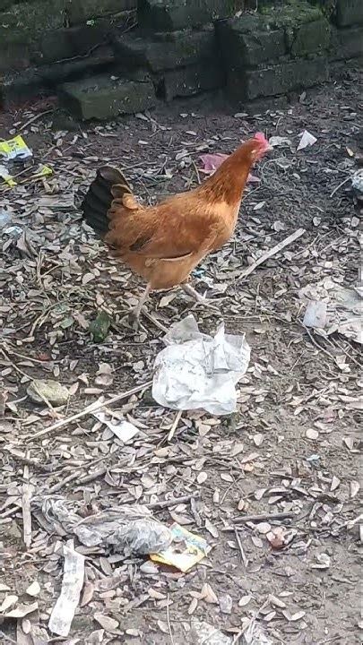 দেশি মুরগি Youtube