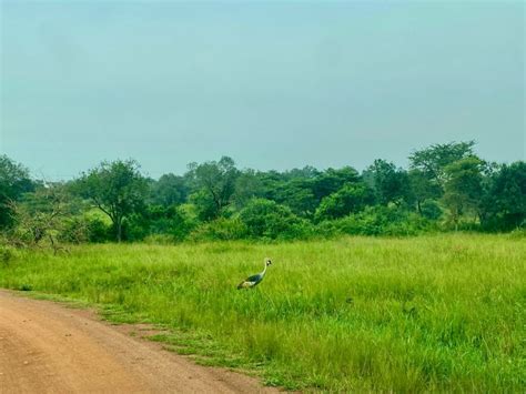 Irene Karegyeya On Linkedin Earthday2024 Conservation Nature
