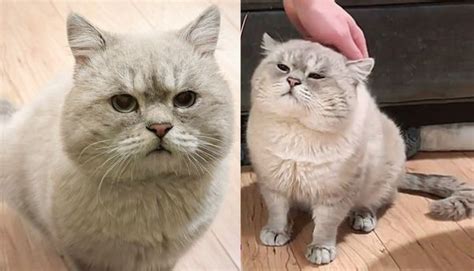 Cat Roaming Aimlessly Outside Comes Across People Who Wont Give Up On