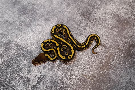 Cypress Hurricane Honey 100 Het Clown Poss Vanilla Reality Ball Python