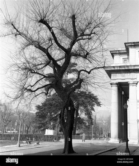 Vista Sesgada De La Fachada Del Museo Del Prado Inaugurado En 1819
