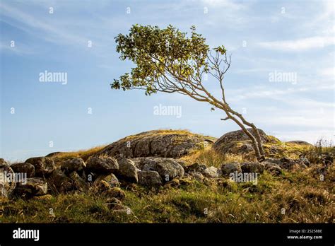 A Singular Tilting Tree Leans Dramatically Growing Sideways Over A