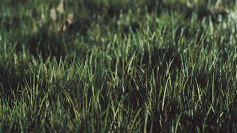 Close Up Of Fresh Thick Grass In The Early Morning 6119170 Stock Video