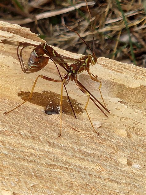 Two Of The Scariest Bugs Living In My Wood Pile Rwhatisthisbug