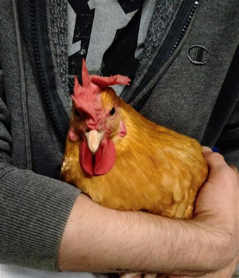 What Sex Are My Chicks Or Are They Too Young To Tell Accurately Read Captions Rchickens